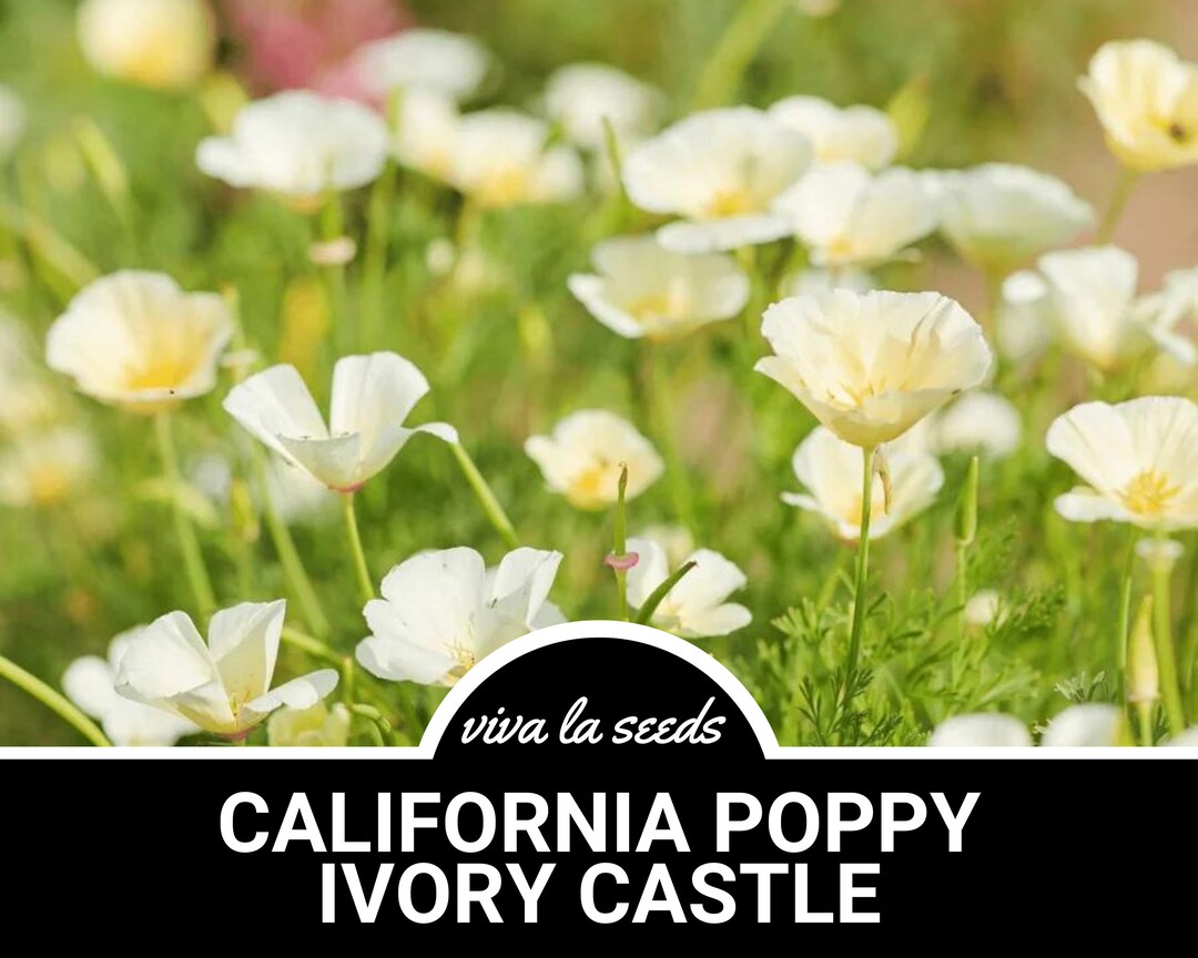 Poppy, California Ivory Castle 50 Seeds Medicinal Herb Heirloom Non GMO ...