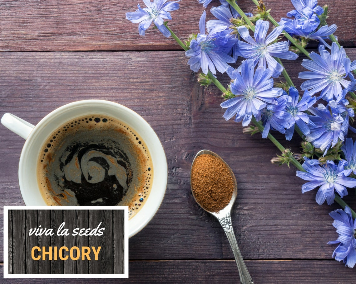 Chicory 200 Seeds Medicinal Culinary Non GMO | Etsy