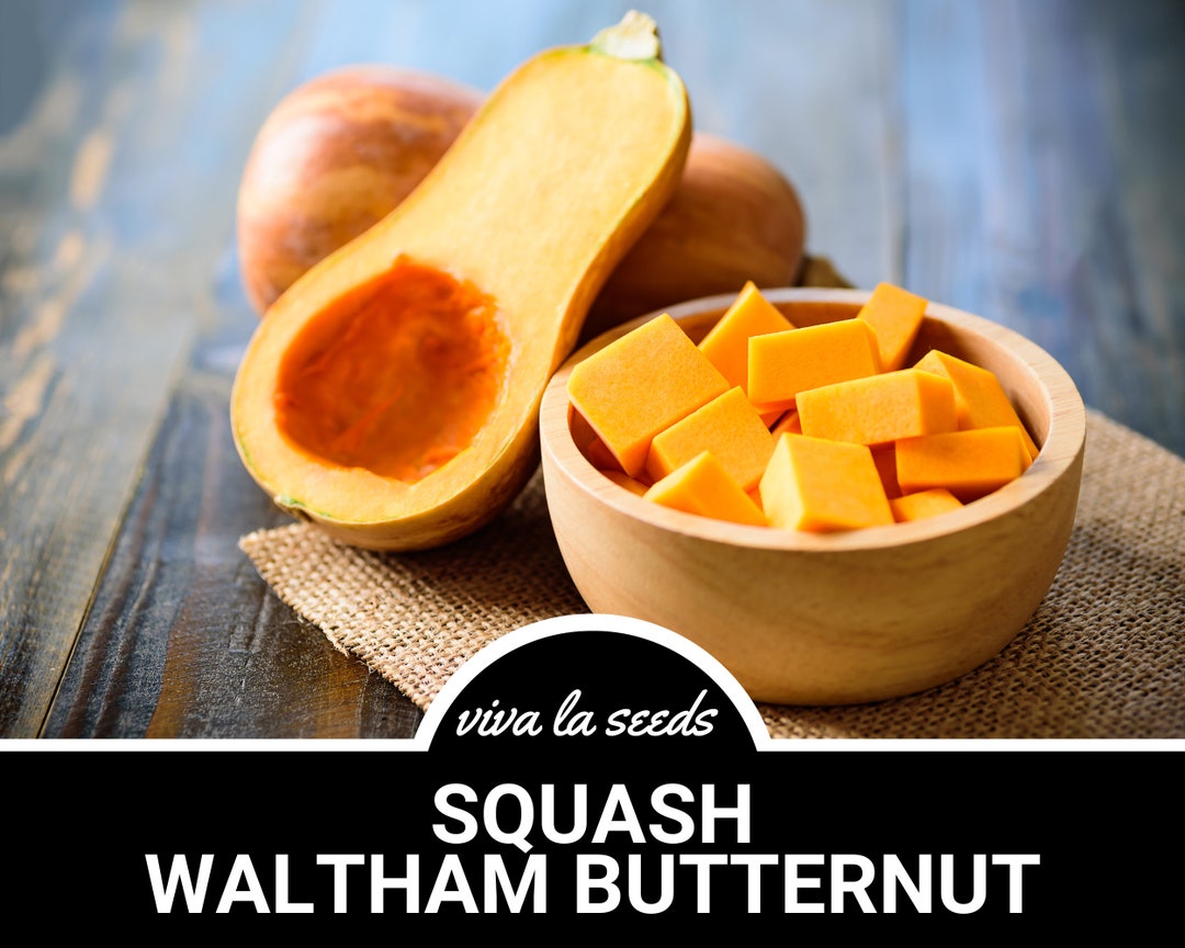 Squash, Waltham Butternut | 25 Seeds | Winter Squash | AAS Award Winner ...