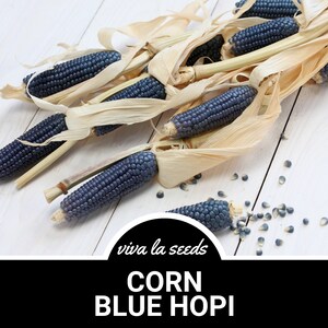 Corn, Blue Hopi | 30 Seeds | Heirloom Vegetable | Open Pollinated | Non ...
