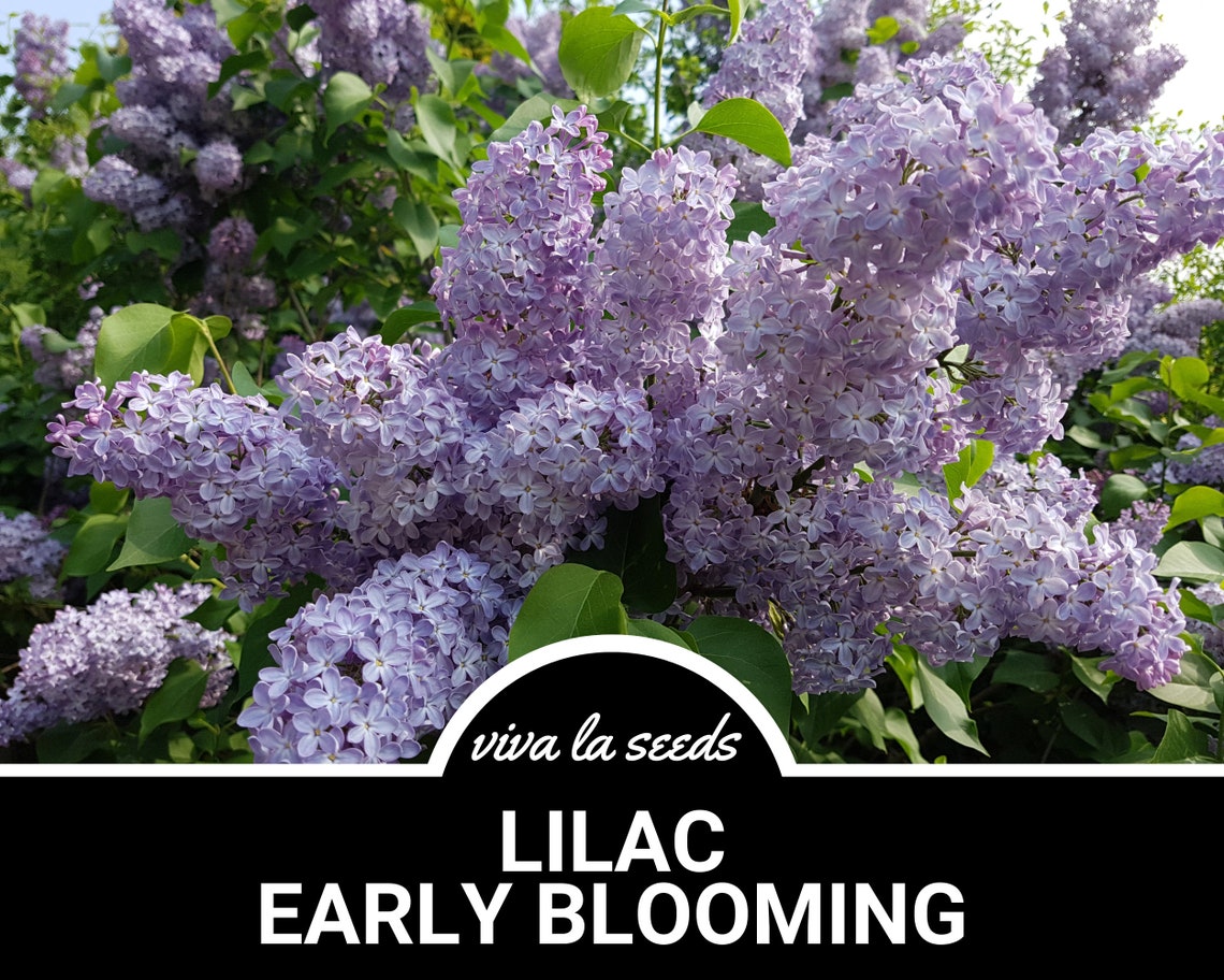 Lilac, Early Blooming | 30 Seeds | Heirloom Shrub | Fragrant Blooms ...