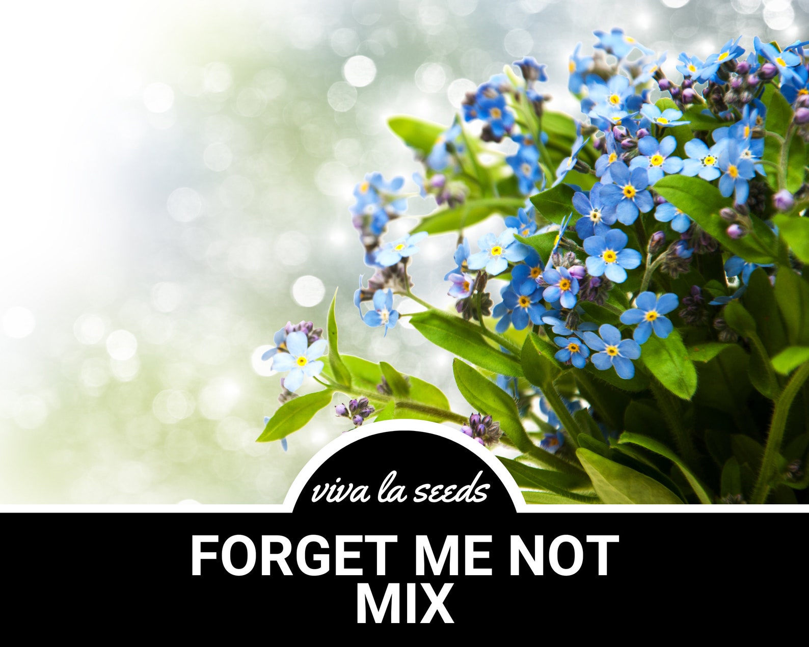 Forget Me Not, Mix | 100 Seeds | Heirloom Flower | Pink, White & Blue ...