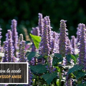 Hyssop, Anise | 200 Seeds | Medicinal | Culinary Herb | Non GMO ...