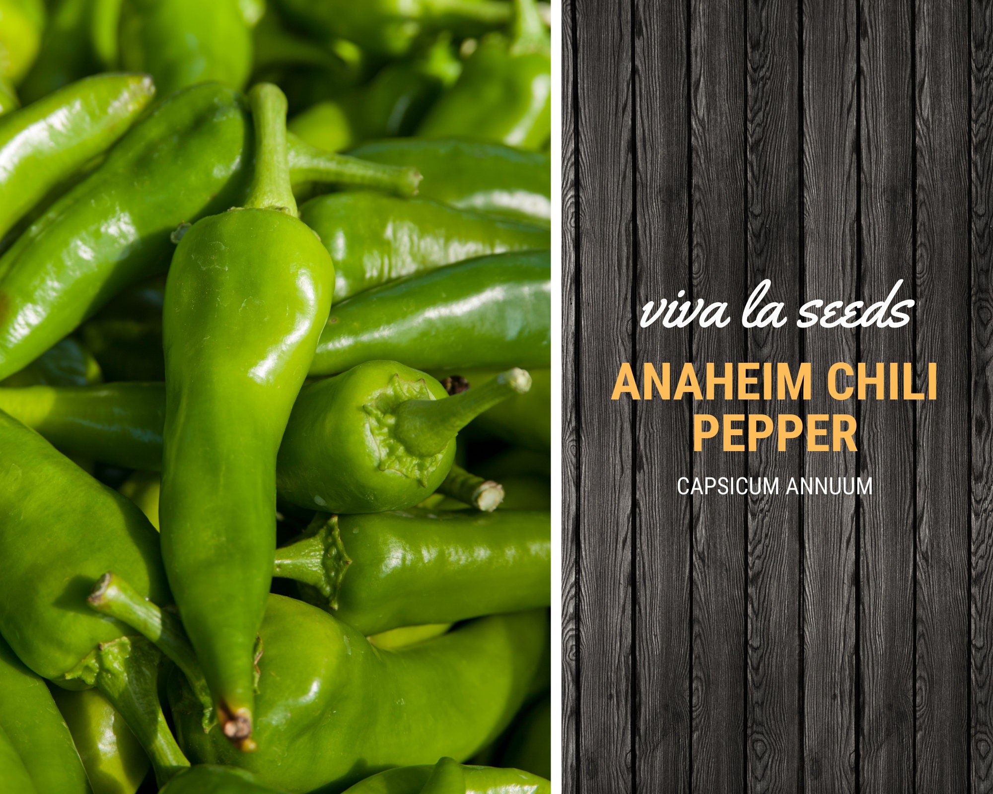 Pepper Anaheim Chili 25 Seeds Easy to Grow Heirloom | Etsy