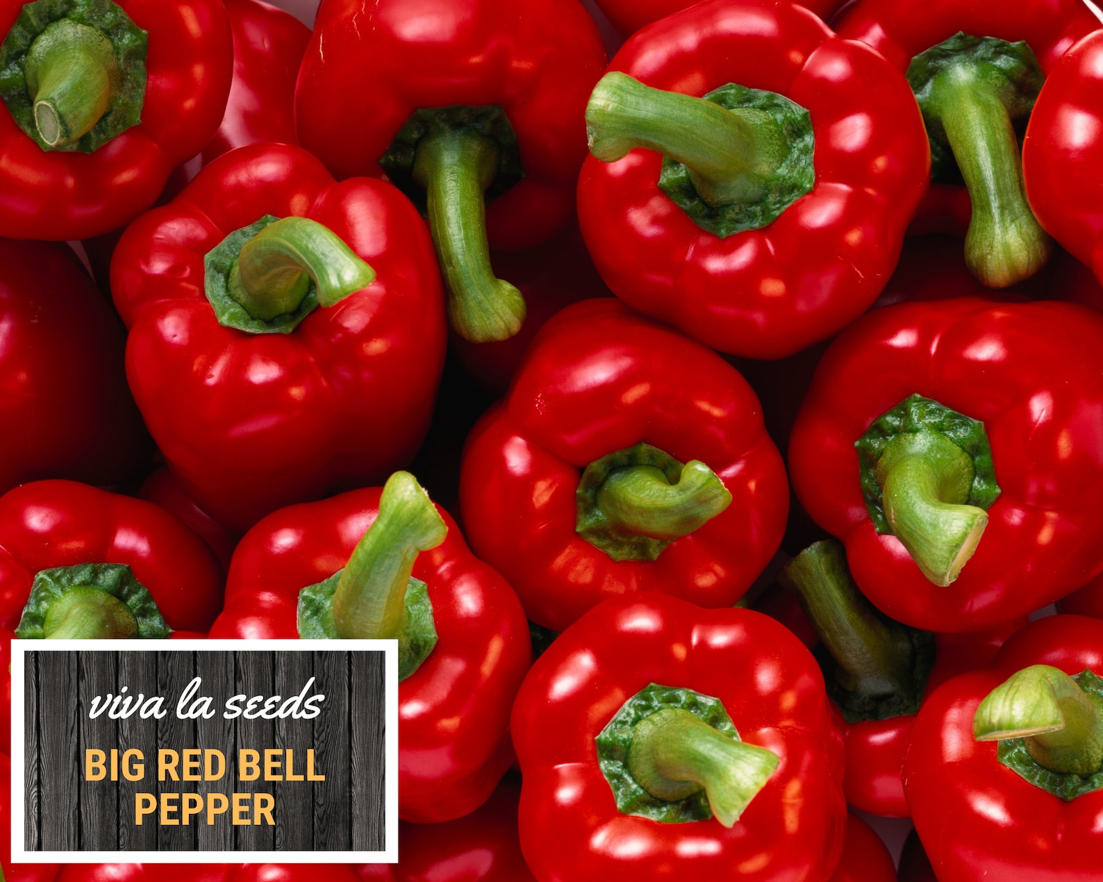 Pepper, Big Red Bell 30 Seeds Easy to Grow Heirloom Non-gmo Capscium ...