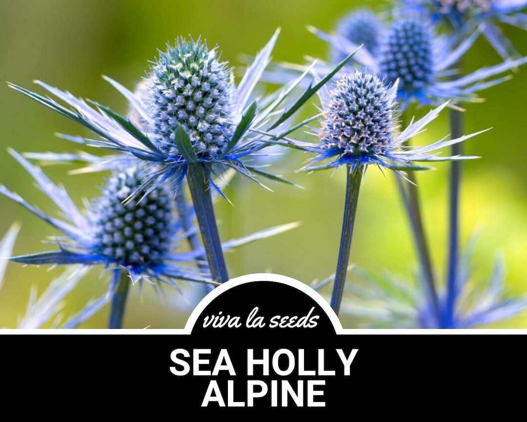 Sea Holly, Apline | 25 Seeds | Heirloom Plant | Drought Tolerant | Blue ...