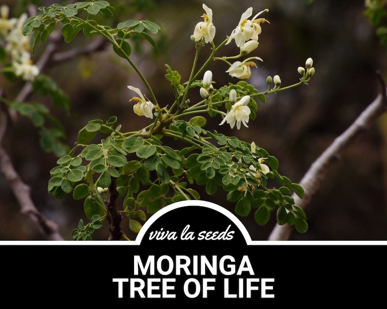 Moringa, Tree of Life | 10 Seeds | Heirloom | Miracle Tree | Drumstick ...