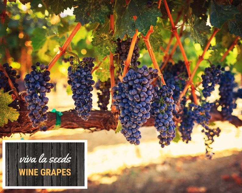 Grapes, Wine Common | 35 Seeds | Heirloom | Non-gmo | Vitis Vinifera - Etsy