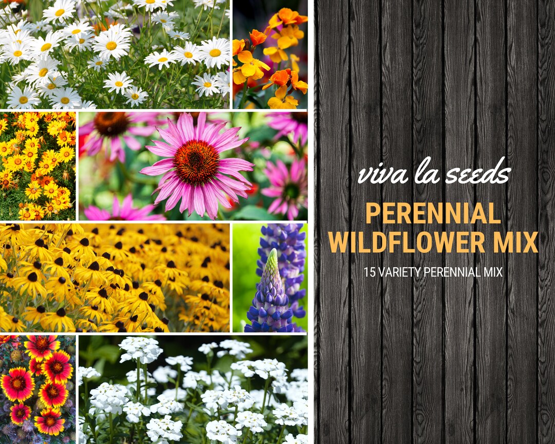 Wildflower Mix, Perennial 15 Varieties Mix 1000 Seeds Stunning Flowers ...