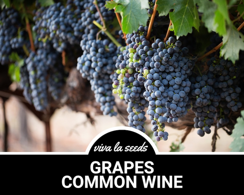 Grapes, Wine Common | 35 Seeds | Heirloom | Non-gmo | Vitis Vinifera - Etsy