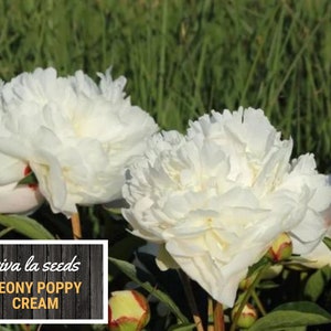 Peony Poppy, Cream | 100 Seeds | Stunning Poppy Look | Papaver ...