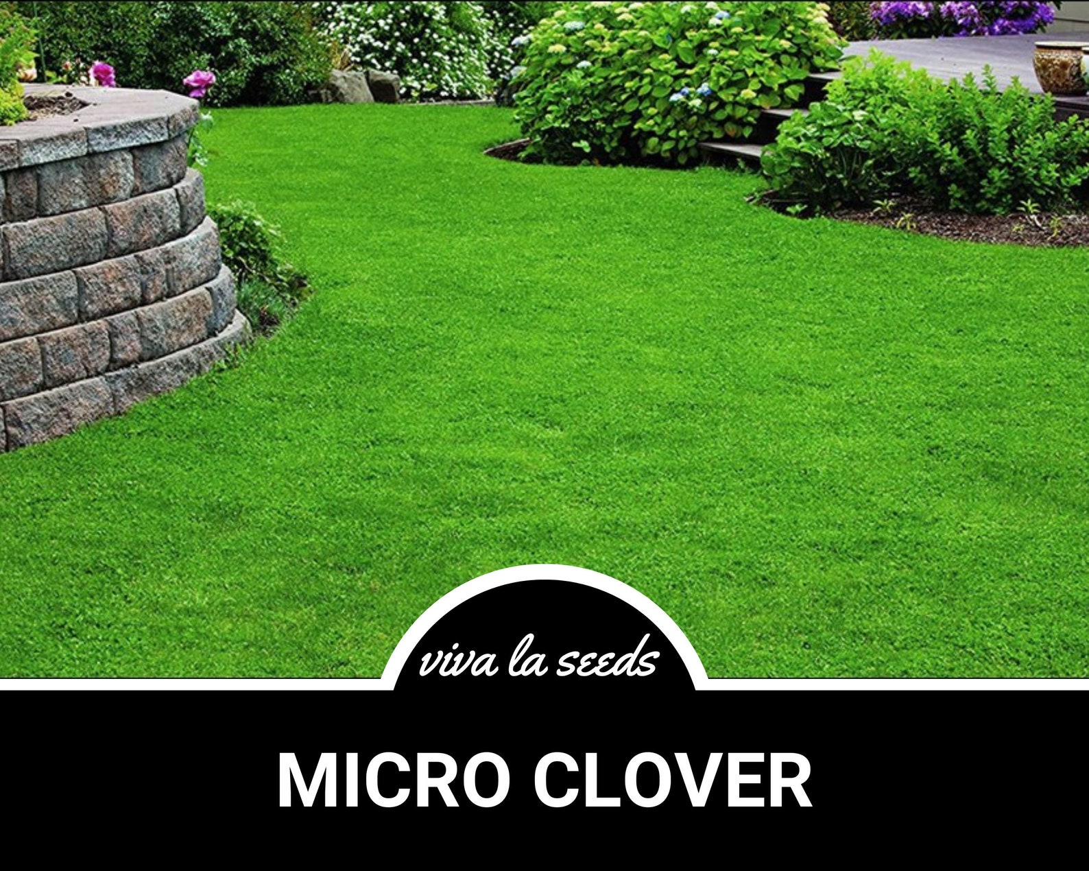Clover, Micro (mini) | 10,000 Seeds | Lawn Alternative | Ground Cover ...