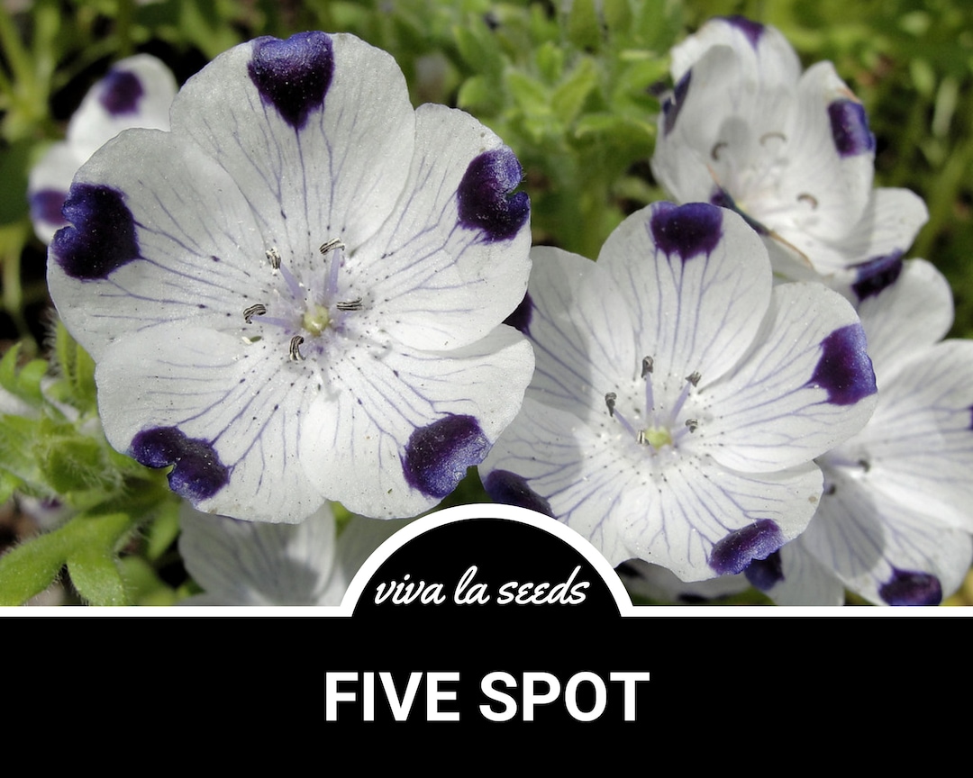 Five Spot | 50 Seeds | Heirloom Flower | Unique Dotted Blooms | Native ...
