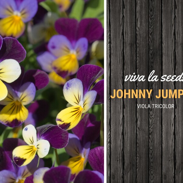 Johnny Jump Up - Etsy