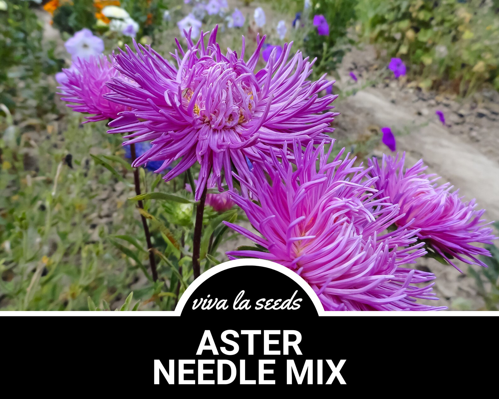 Aster, Needle Mix| 50 Seeds | Heirloom Flower | Long Lasting Blooms ...