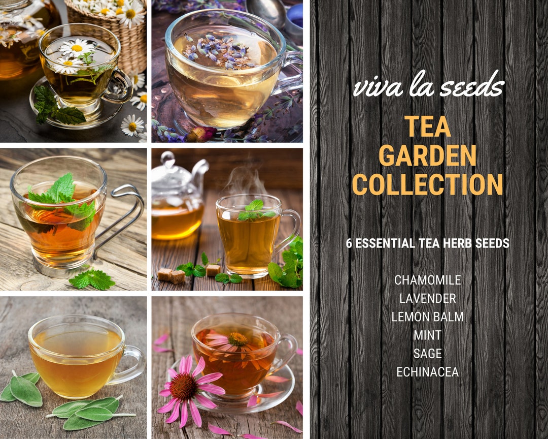 Tea Garden Seed Collection 6 Essential Tea Herb Seeds 20% - Etsy