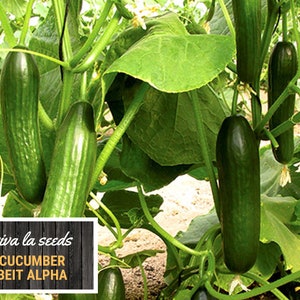 Cucumber, Beit Alpha | 30 Seeds | Heirloom Vegetable | Open Pollinated ...