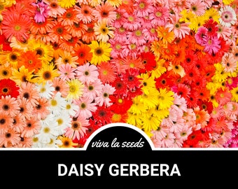 Gerbera Seed White Gerbera Daisy Flower Seeds 20 Seeds - Etsy