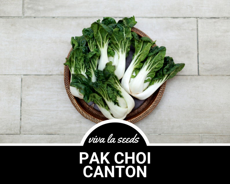 Pak Choi, Canton | Bok Choy | 100 Seeds | Heirloom Vegetable | Open ...