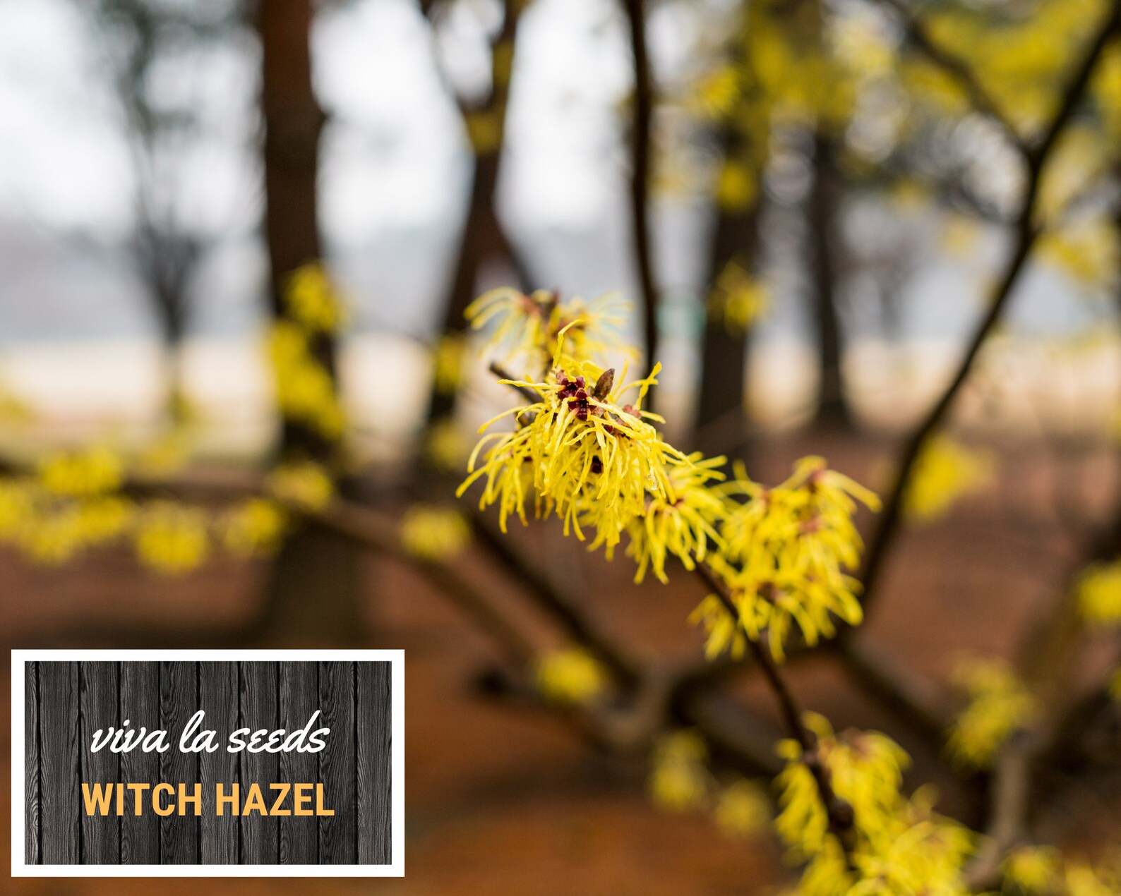Witch Hazel | 5 Seeds | Medicinal | Beautiful Fragrant Blooms | Non GMO ...
