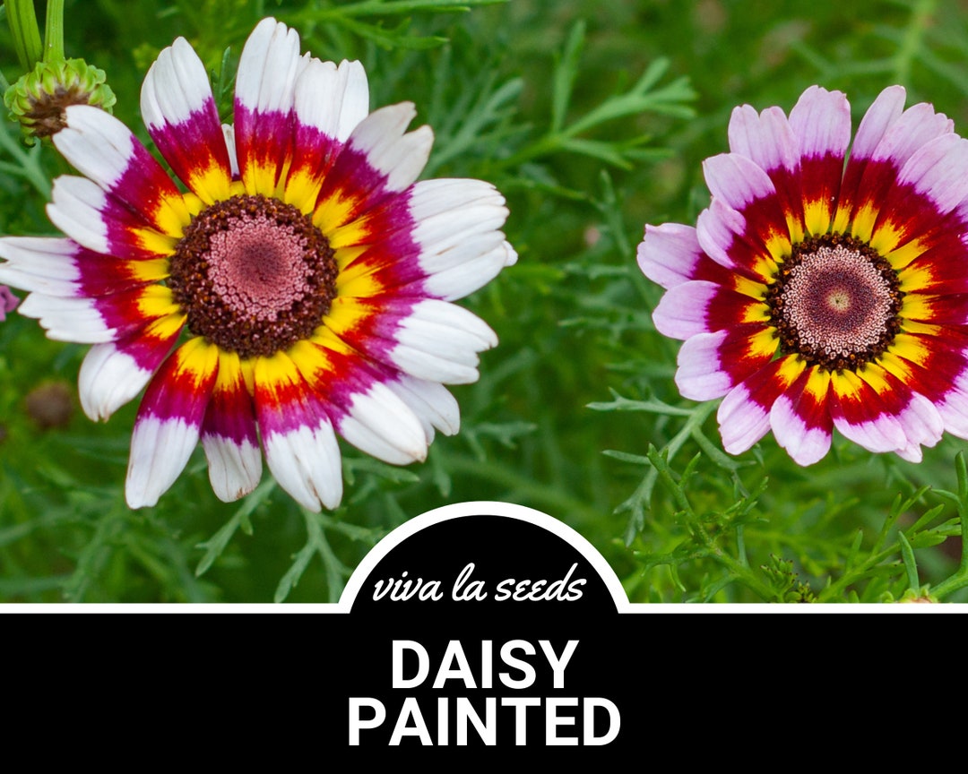 Daisy, Painted | 100 Seeds | Heirloom Flower | Medicinal Herb | Vibrant ...