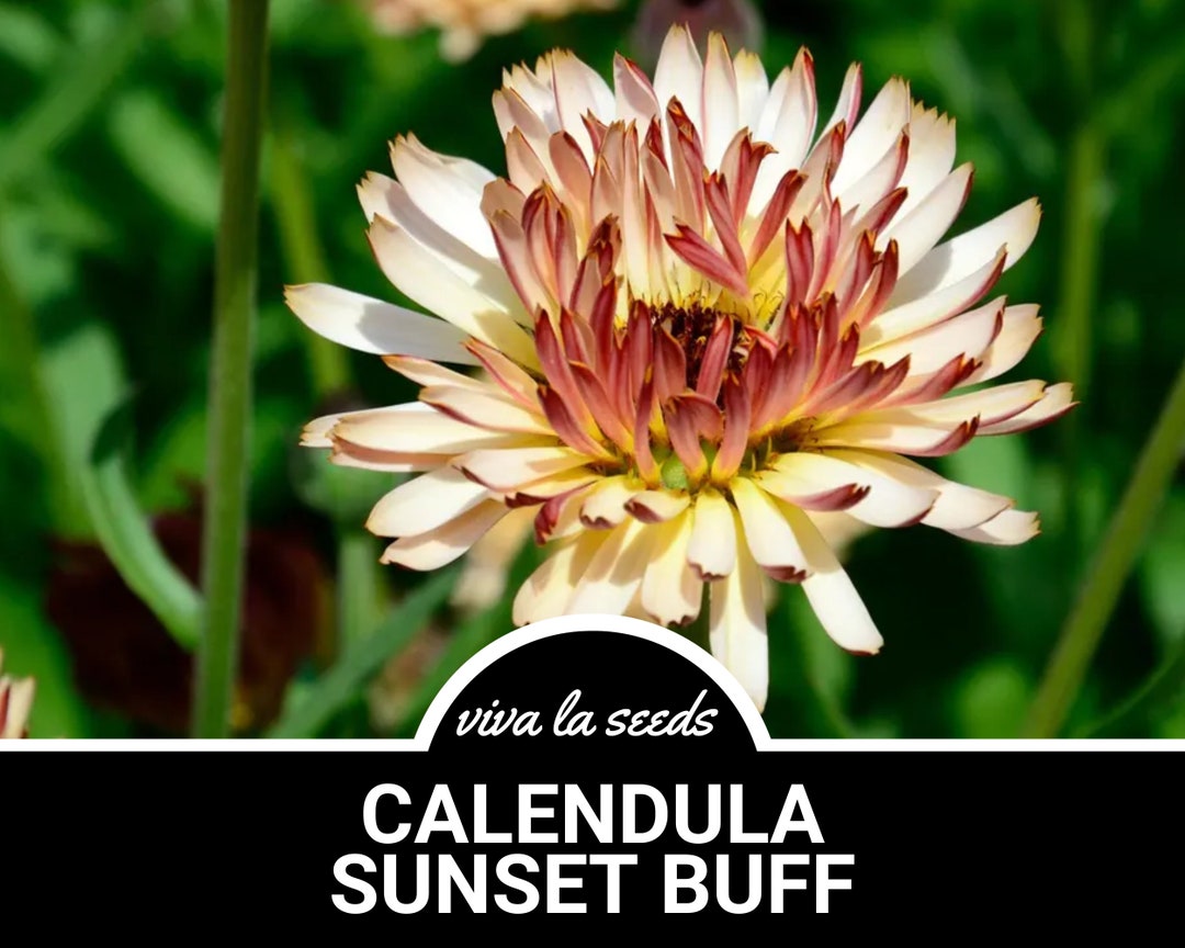 Calendula, Sunset Buff 50 Seeds Medicinal Herb Heirloom Non GMO ...