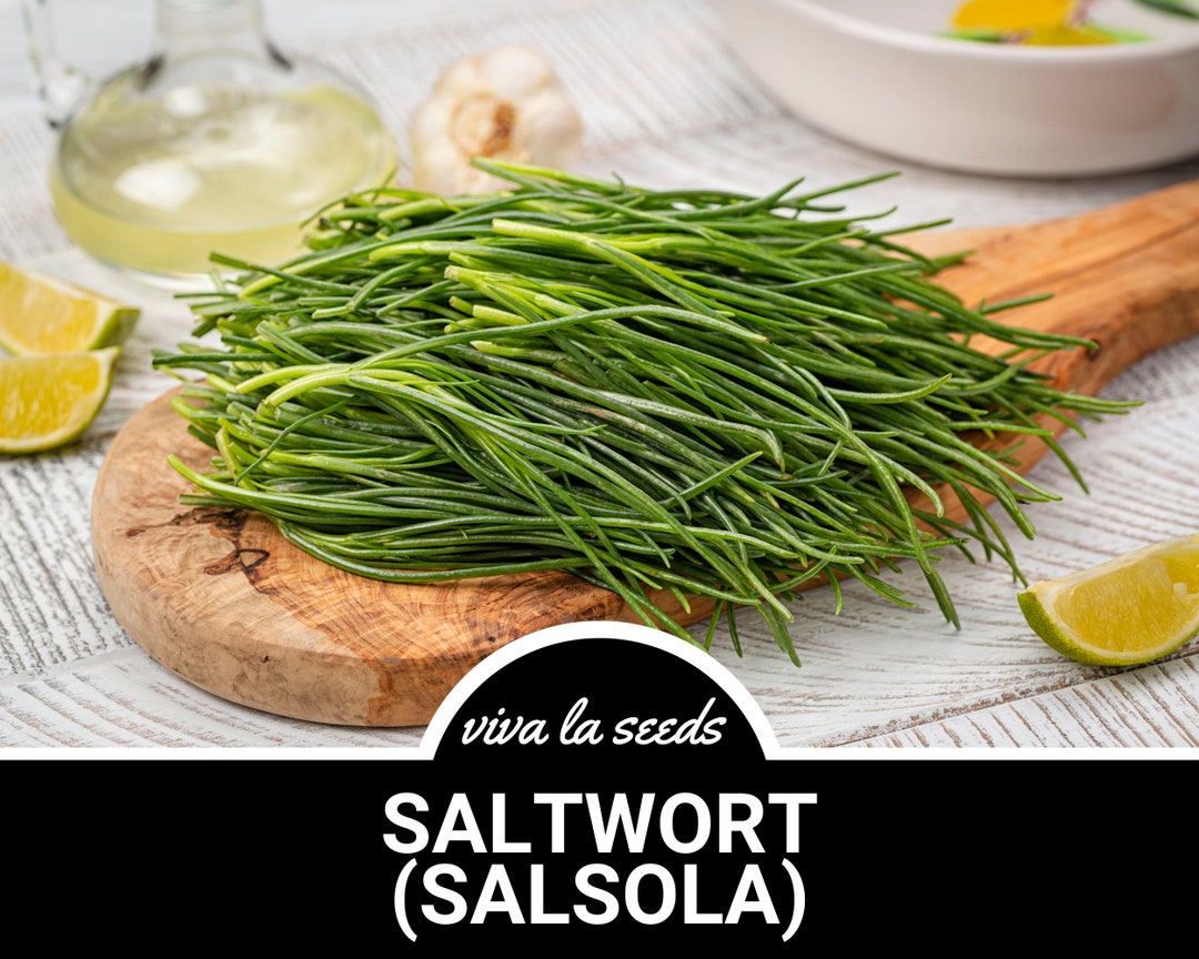 Saltwort - Salsola | 50 Seeds | Medicinal & Culinary Herb | Japanese ...