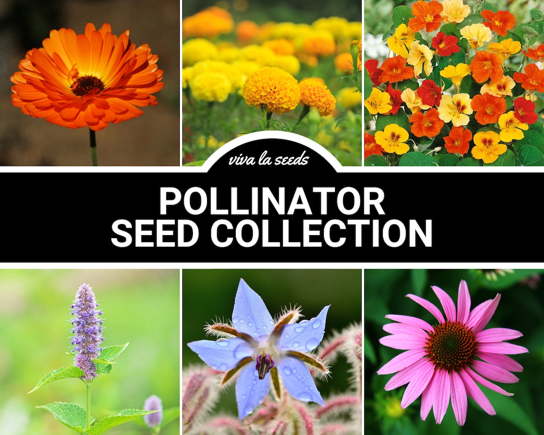 Pollinator Seed Collection 6 Amazing Varieties That Pollinators Love 20 ...