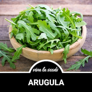 Arugula | 200 Seeds | Medicinal | Culinary Herb | Heirloom | Non GMO ...
