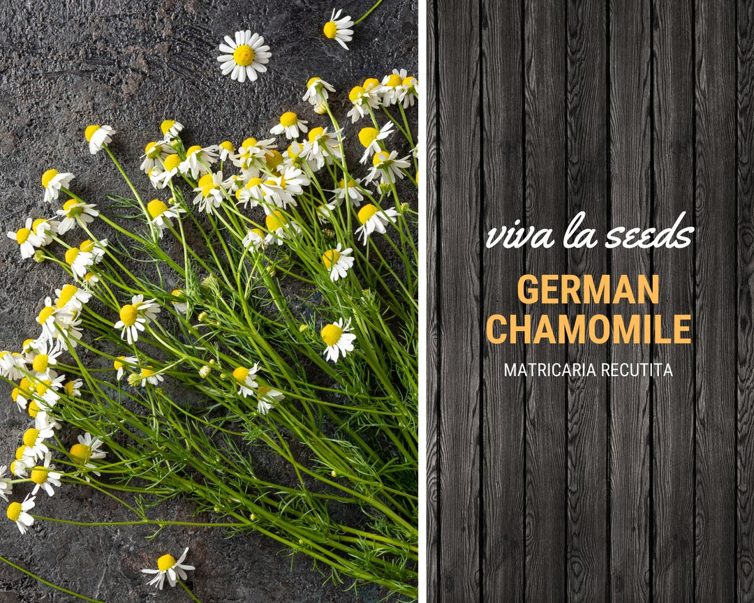 Chamomile German 200 Seeds Medicinal Culinary Herb - Etsy