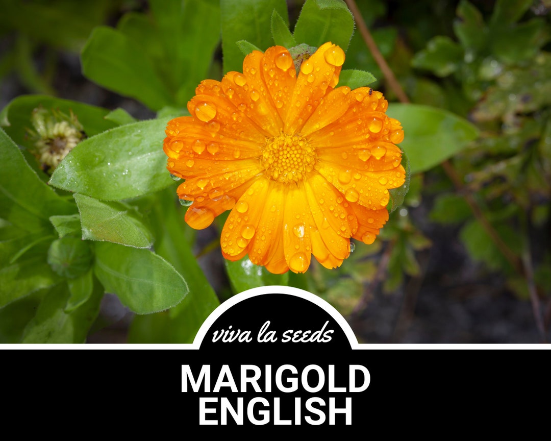 Marigold, English | 100 Seeds | Heirloom Medicinal Herb | Culinary ...
