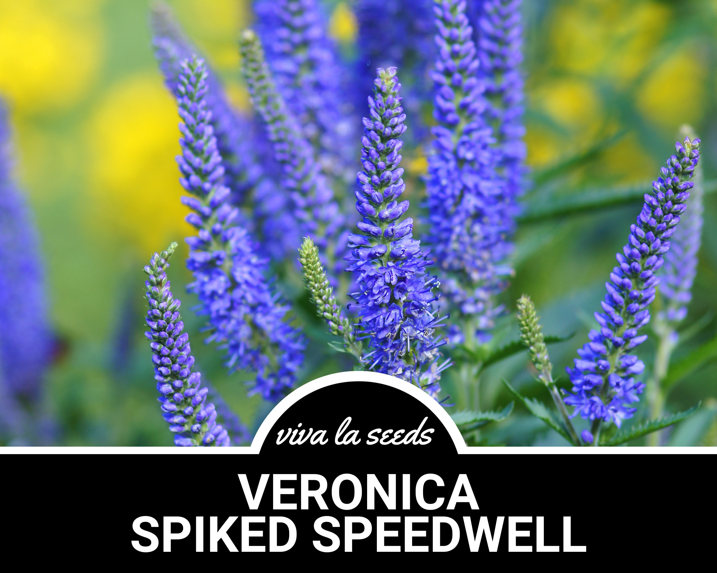 Veronica, Spiked | Speedwell | 50 Seeds | Heirloom Plant | Drought ...