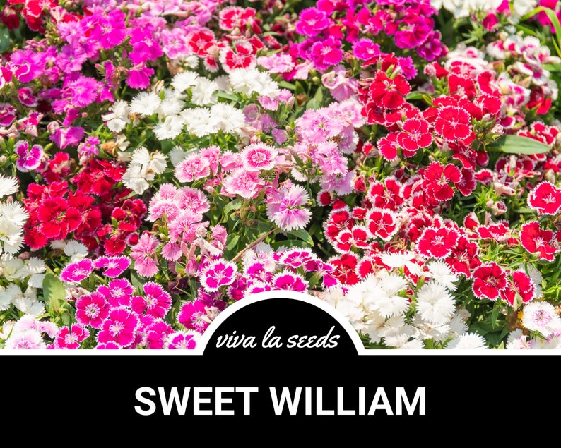 Sweet William Mix | 250 Seeds | Heirloom Flower | Fragrant & Vibrant ...
