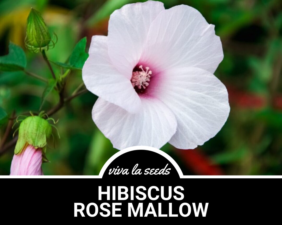 Hibiscus, Rose Mallow | Halberd-leaved | 25 Seeds | Heiroom | Non-gmo ...