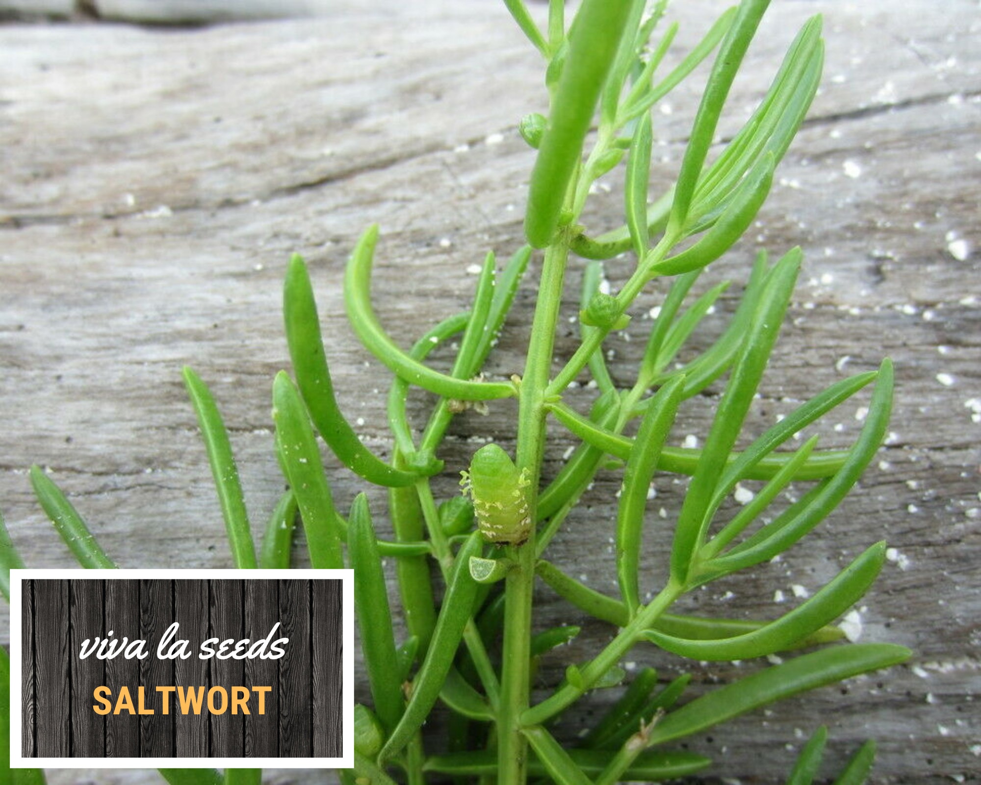 Saltwort Salsola 50 Seeds Medicinal & Culinary Herb | Etsy