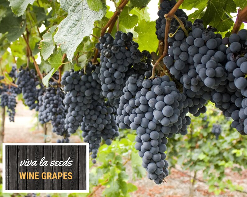 Grapes, Wine Common | 35 Seeds | Heirloom | Non-gmo | Vitis Vinifera - Etsy