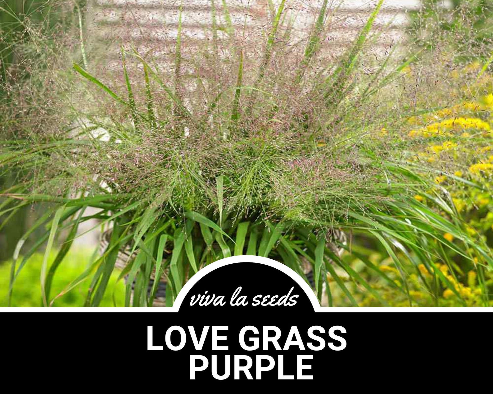 Love Grass, Purple | 50 Seeds | Heirloom Ornamental Grass | Drought ...