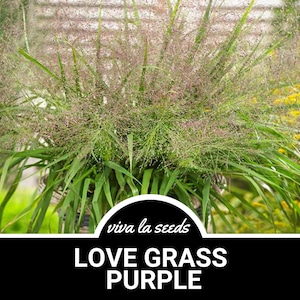 Love Grass, Purple | 50 Seeds | Heirloom Ornamental Grass | Drought ...