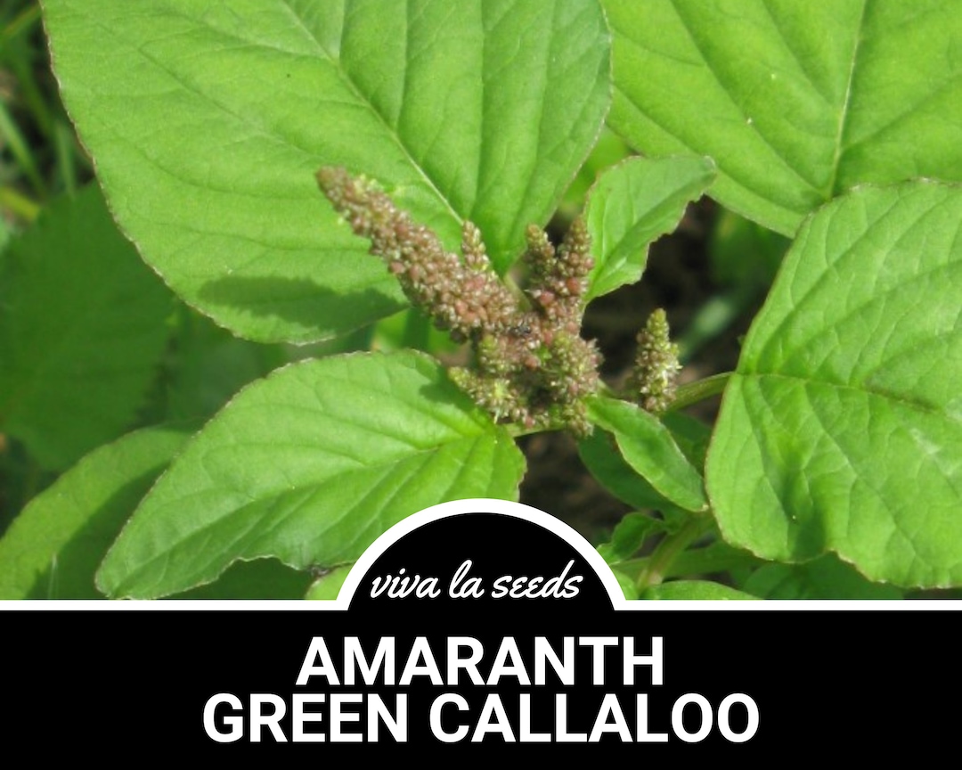 Amaranth, Green Callaloo | 100 Seeds | Heirloom | Non-gmo | Amaranthus ...