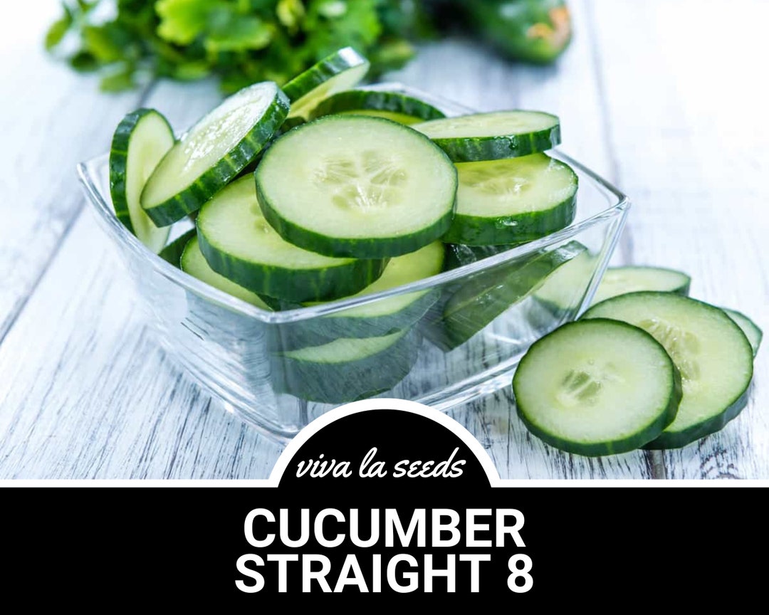 Cucumber, Straight Eight | 30 Seeds | Heirloom Vegetable | Open ...
