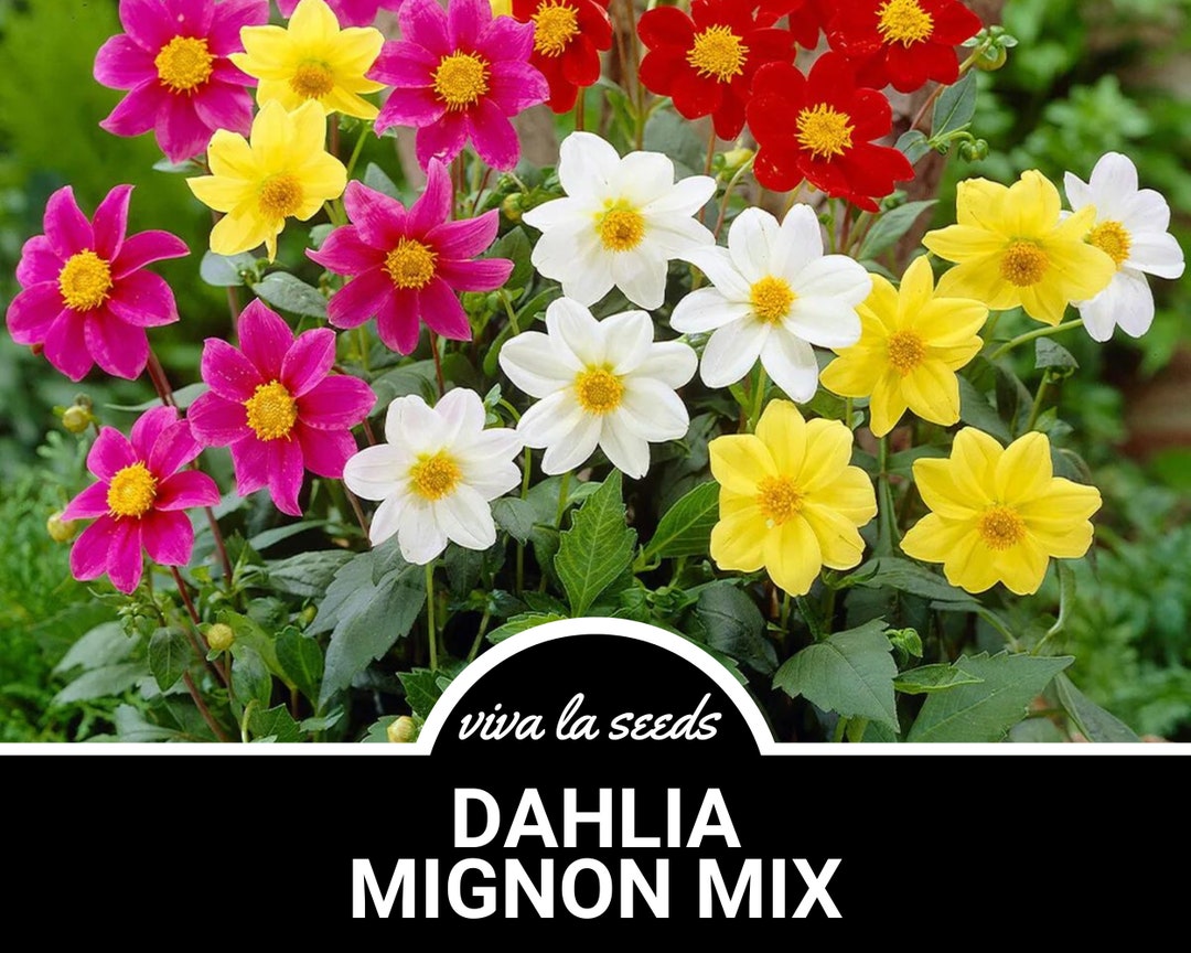 Dahlia, Mignon Mix | 25 Seeds | Heirloom Flower | Easy to Grow | Petite ...