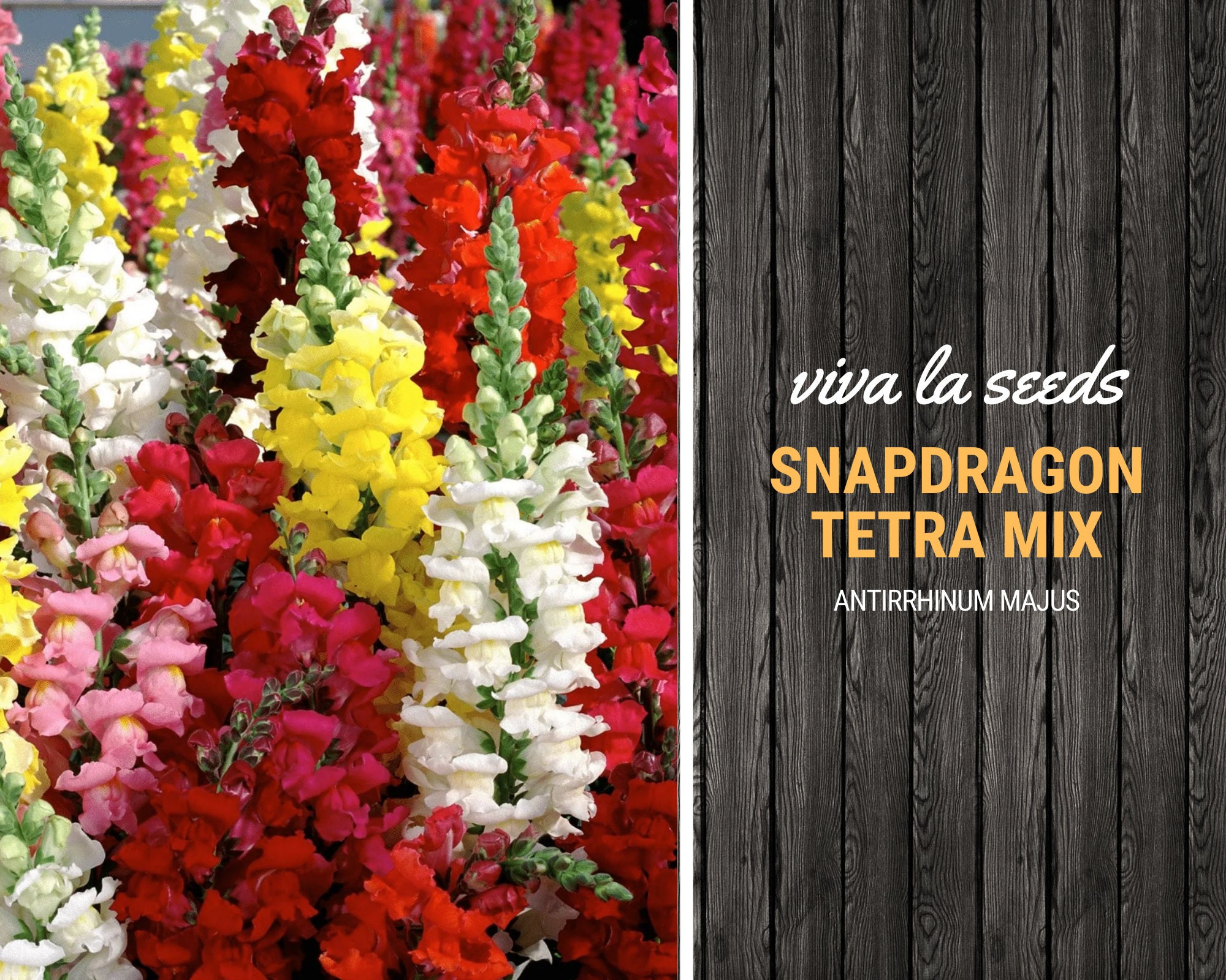 Snapdragon Tetra Mix 200 Seeds Heirloom Non-gmo - Etsy