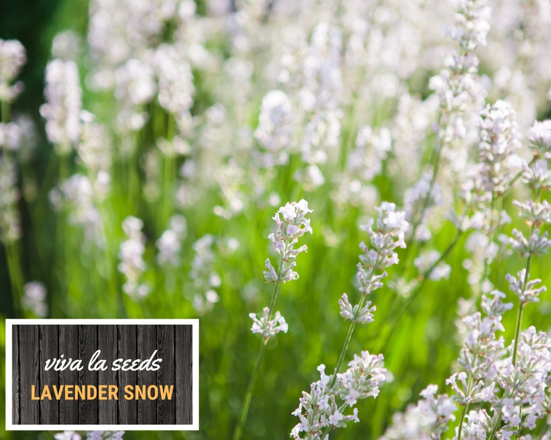 Lavender Snow 20 Seeds Beautiful Fragrant Blooms | Etsy