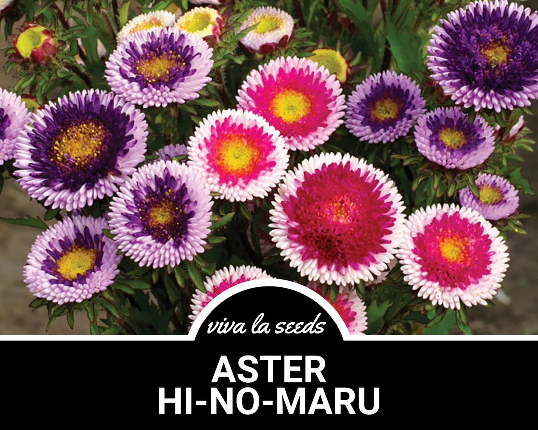 Aster, Hi-no-maru | 50 Seeds | Heirloom Flower | Chinese Aster | Pompon ...