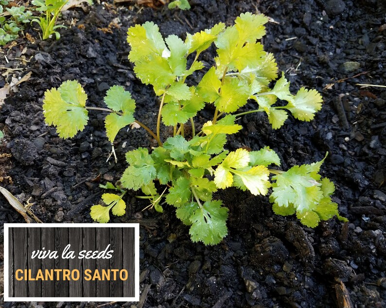 Cilantro coriander Santo 100 Seeds Medicinal Culinary - Etsy