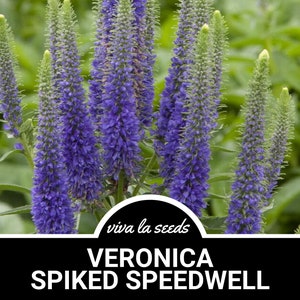 Veronica, Spiked | Speedwell | 50 Seeds | Heirloom Plant | Drought ...