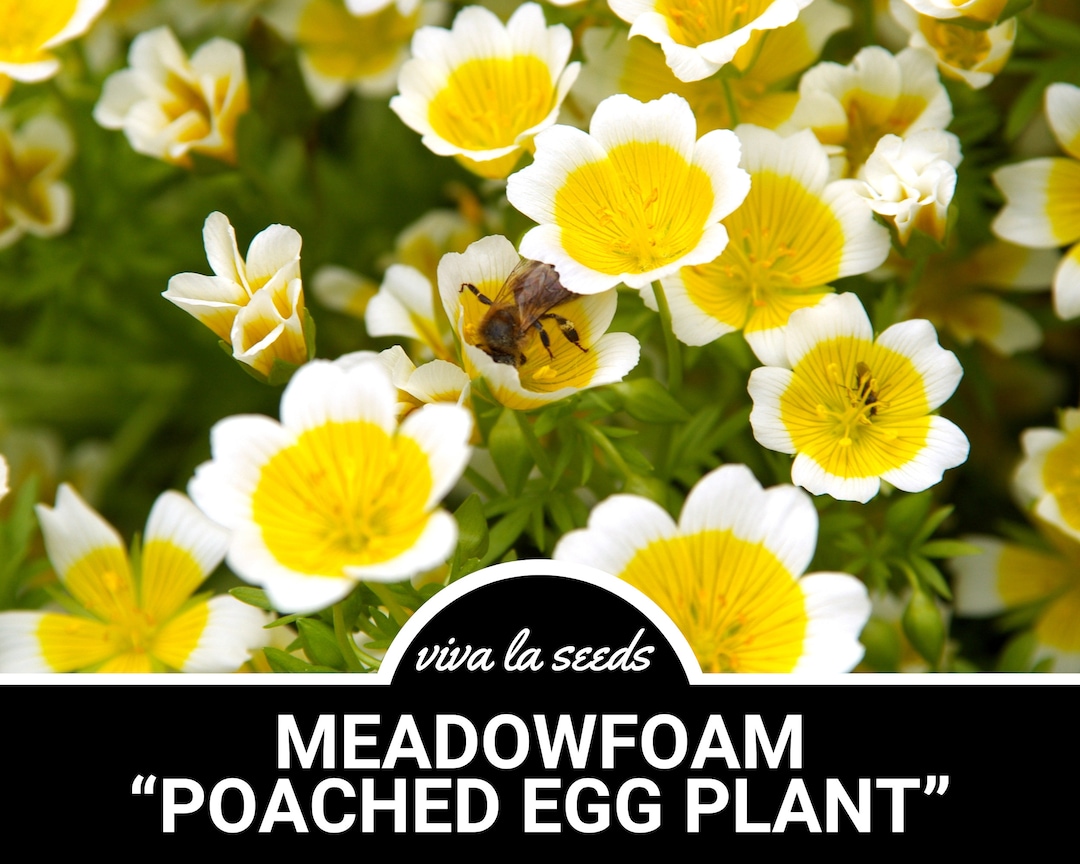 Meadowfoam | Poached Egg Plant | 50 Seeds | Heirloom Annual Flower ...