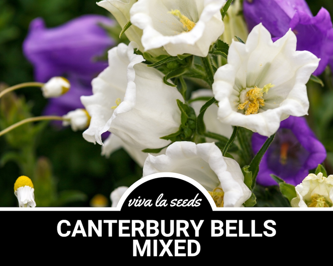 Canterbury Bells, Mixed Colors | 100 Seeds | Heirloom Flower | Fragrant ...