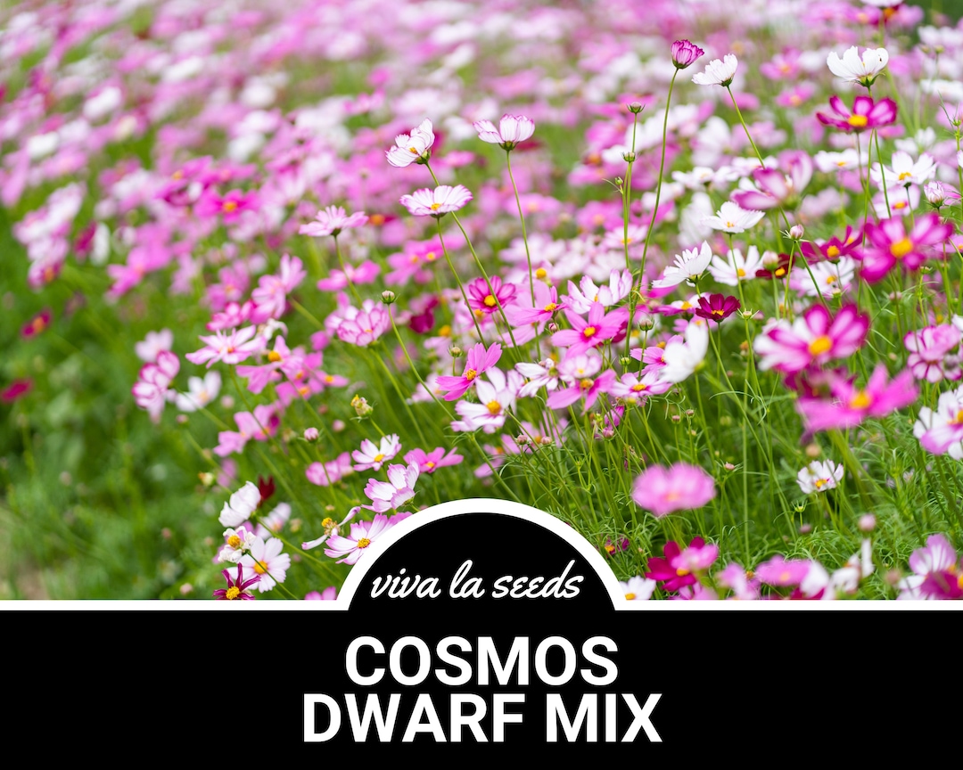 Cosmos, Dwarf Mix | 100 Seeds | Heirloom Annual Flower | Multi-colored ...