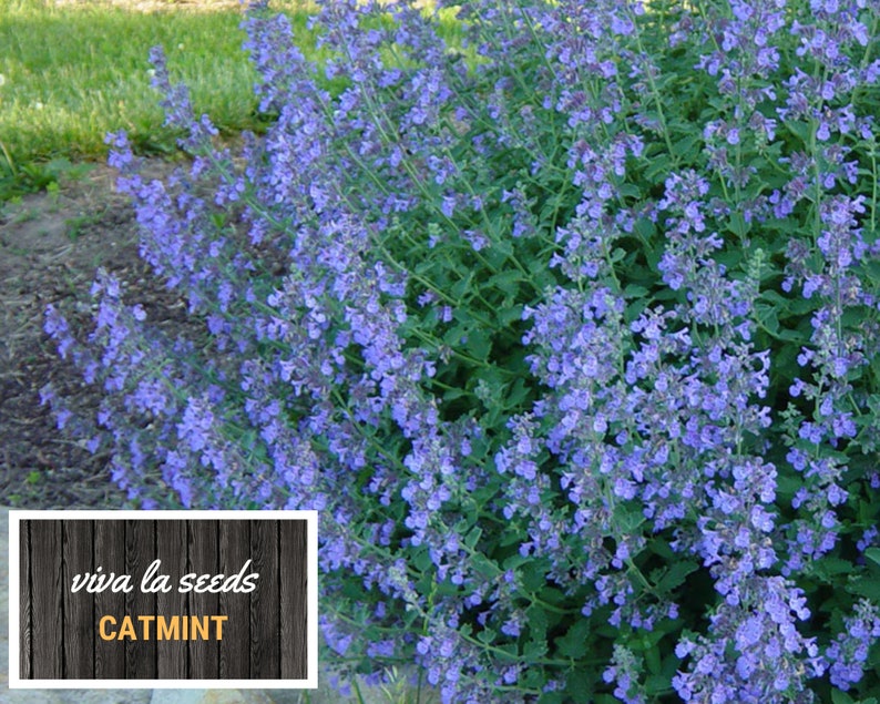 Catmint | 100 Seeds | Medicinal & Culinary Herb | Non GMO | Nepeta ...